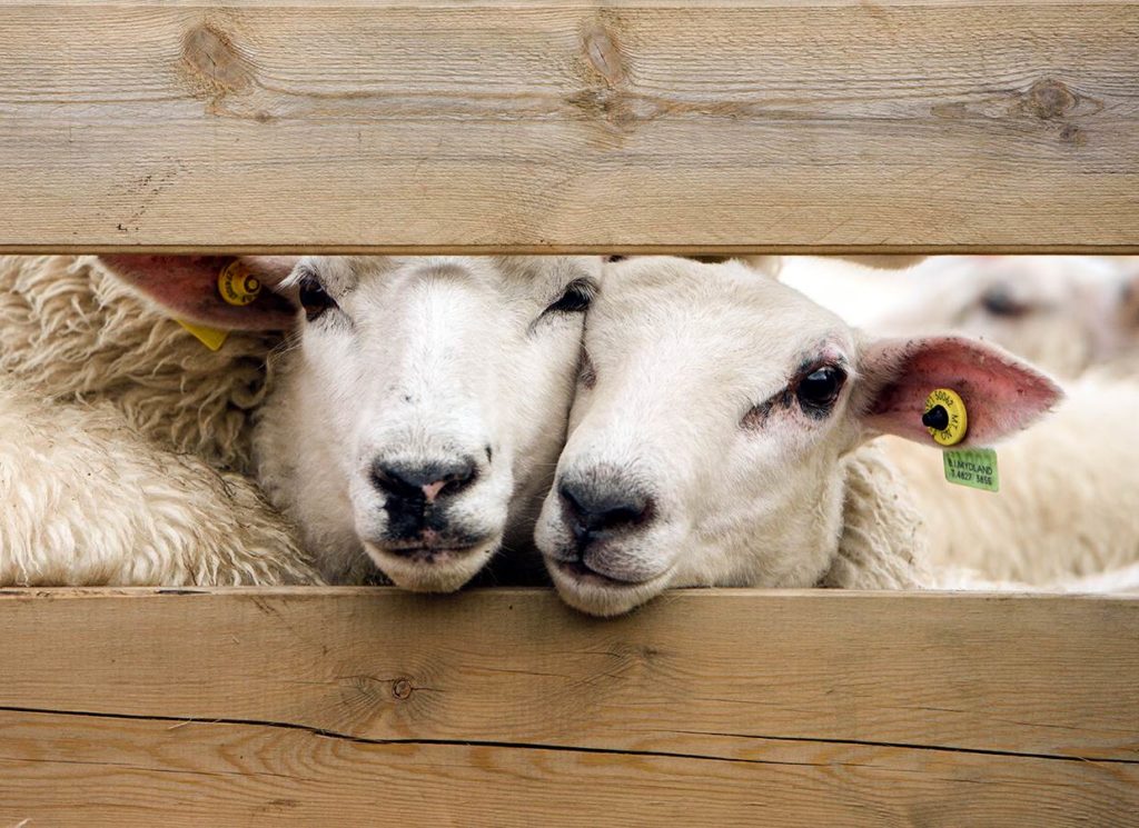 Haustferie: Sau og ull - Vitengarden